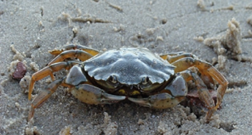 Pacific Crab Season Threatened by Massive Algae Bloom – EMTV Online
